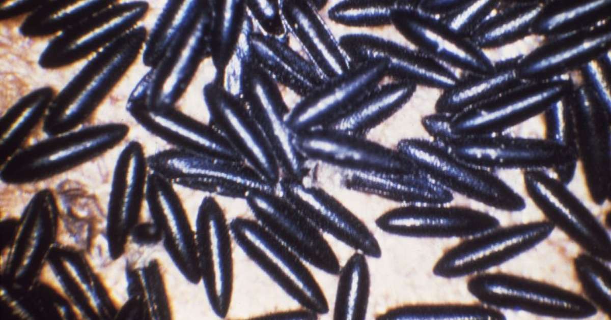 Como é a larva do mosquito da dengue - BAHIA GOSPEL NEWS